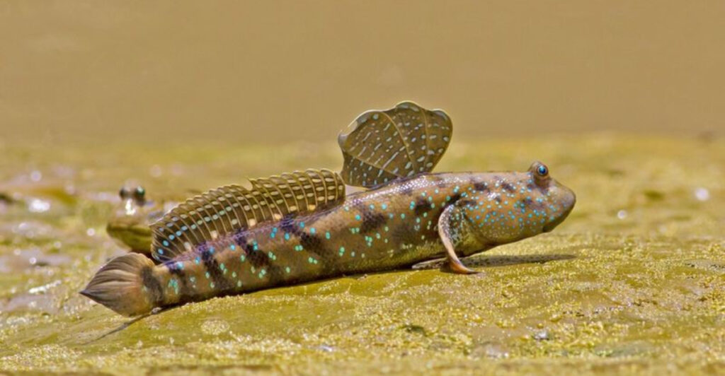 What These Walking Fish Reveal About The First Land Animals