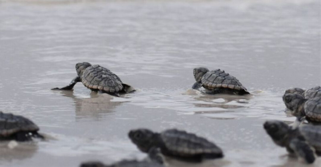 Where To Witness Sea Turtles Nesting And Hatching Across America