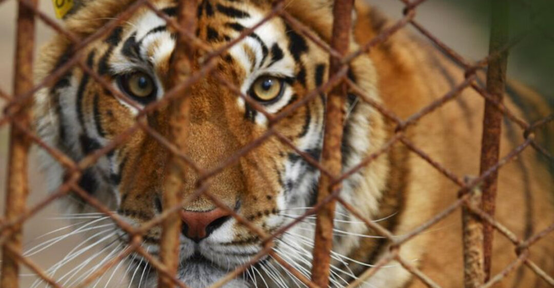 Why Big Cats Are Disappearing And How We Can Still Save Them