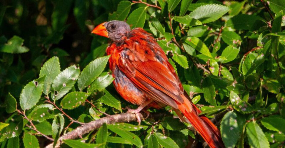 Why Birds Shed Their Feathers And How Molting Works