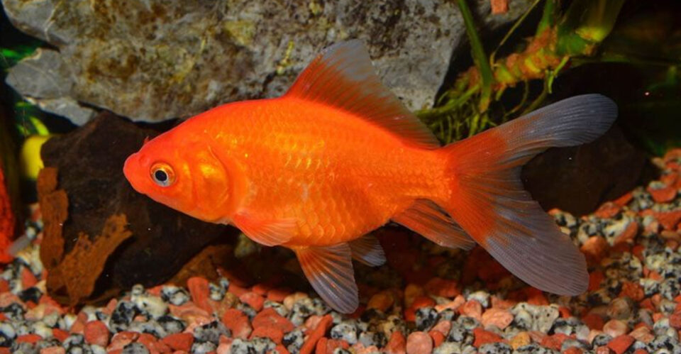 Why Fancy Goldfish Might Be Too Much For New Fish Keepers
