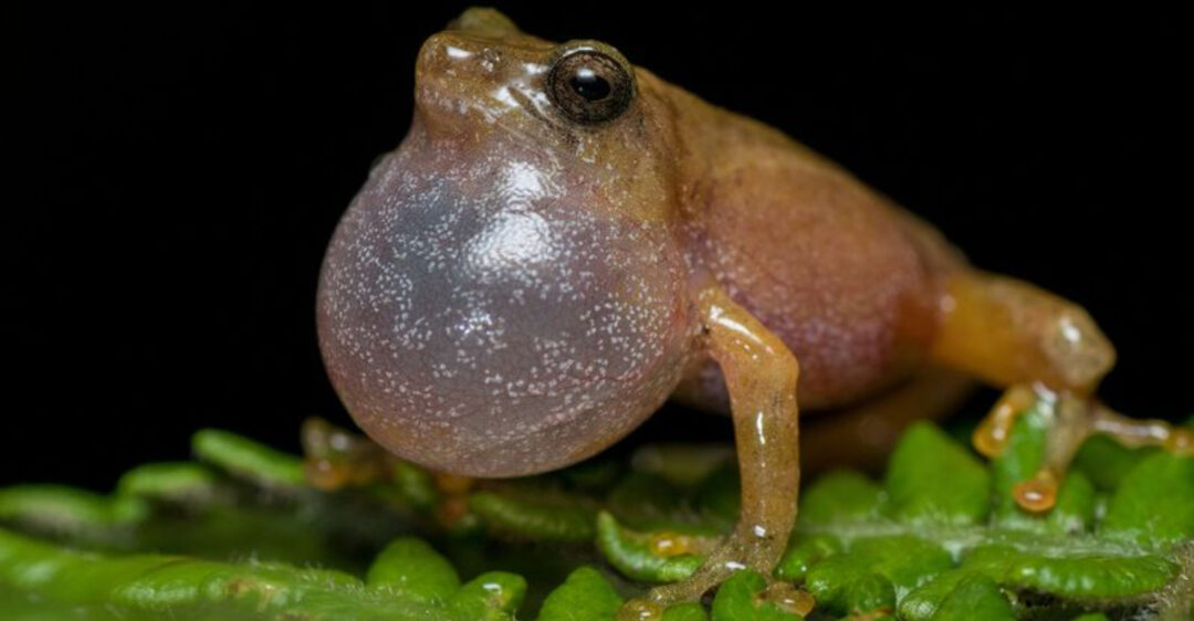 Why Male Frogs Puff Up Their Throats To Woo Mates