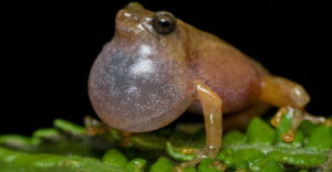 Why Male Frogs Puff Up Their Throats To Woo Mates