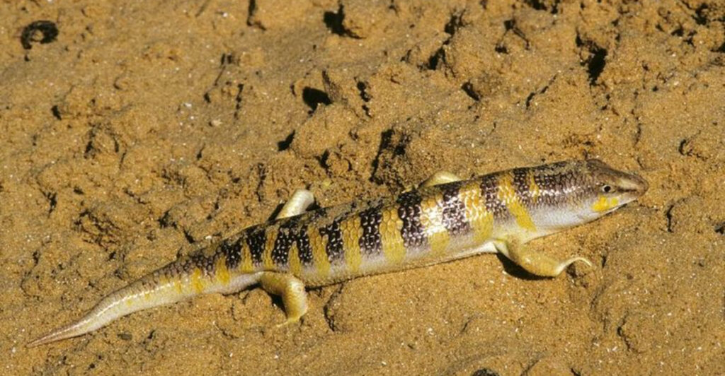 Why The Incredible Sandfish Skink Can Swim Through Sand