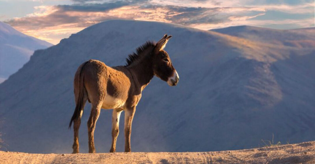 Why Wild Donkeys Are In Trouble And What's Being Done To Help Them