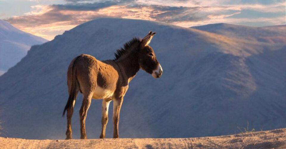 Discover 15 Types Of Hoofed Animals (And Why They Have Them)