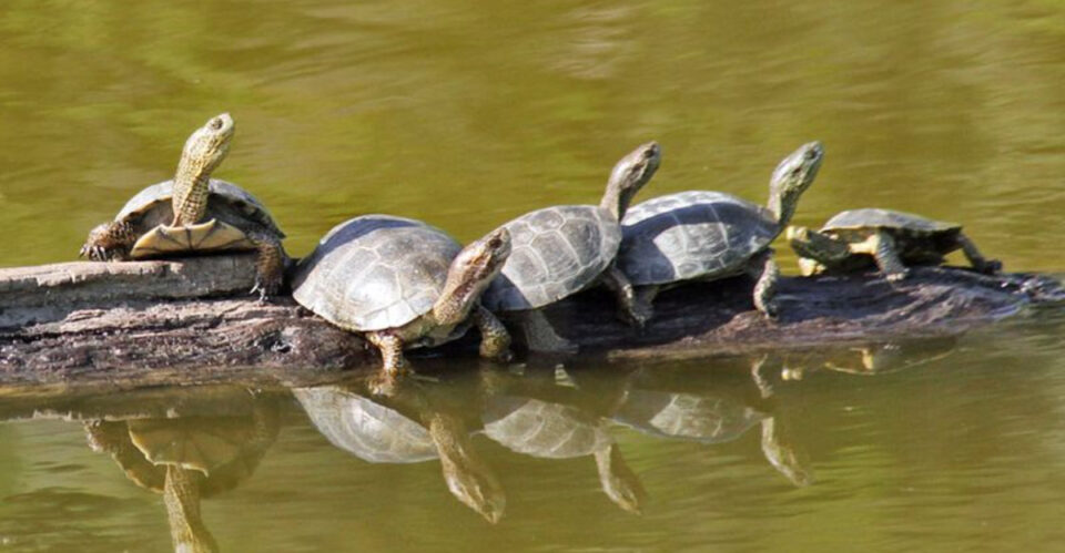Yosemite's Native Turtles Make A Comeback After Invasive Species ...